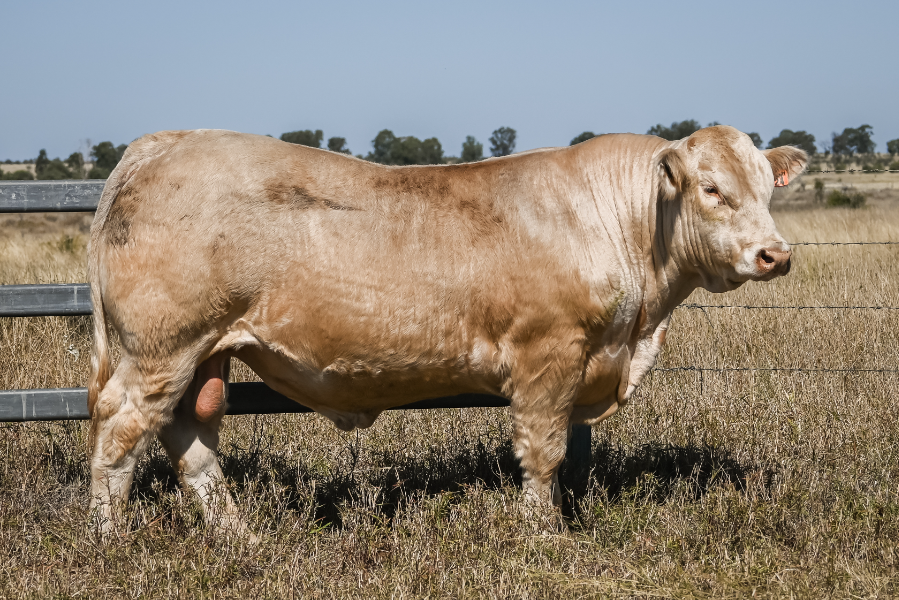 Lot 6 - Bauhinia Park Underproof (AI) (P/S) | AuctionsPlus