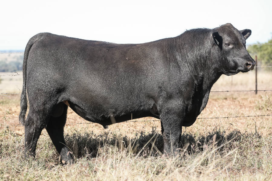 Lot 51 - Glenmorgan U474 | AuctionsPlus