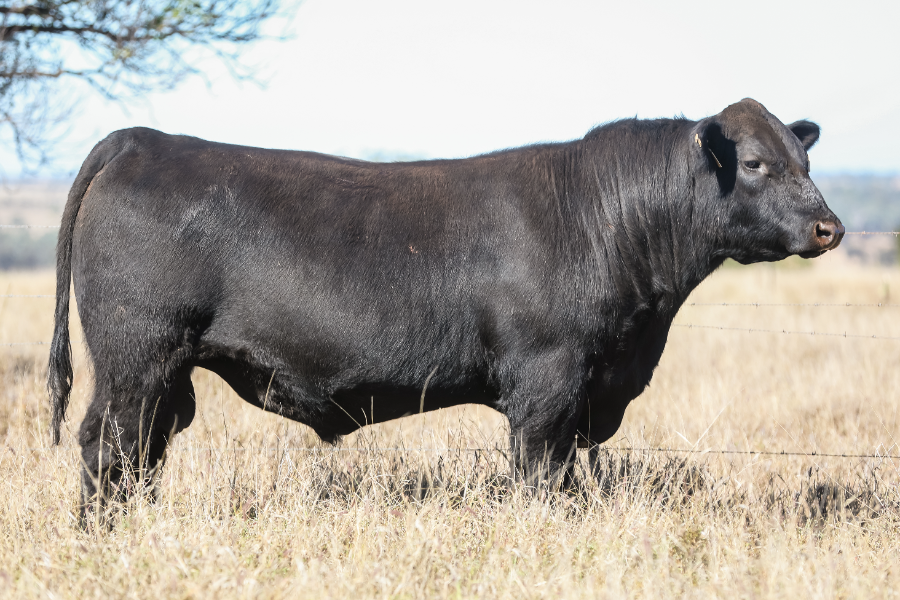 Lot 54 - Glenmorgan U458 | AuctionsPlus