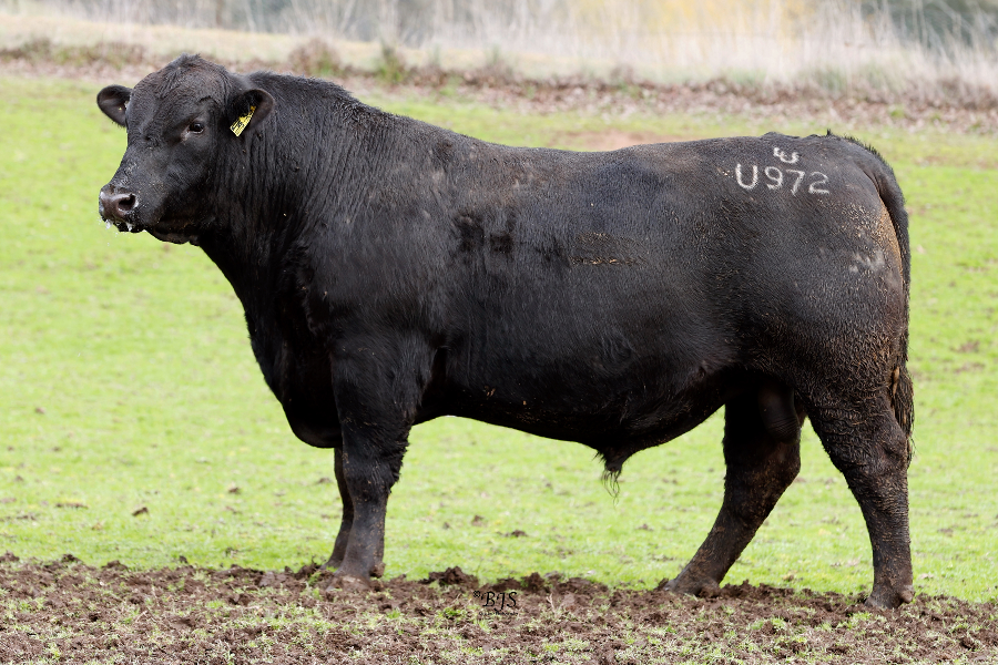 Lot 41 - REILAND ULRICH U972 | AuctionsPlus