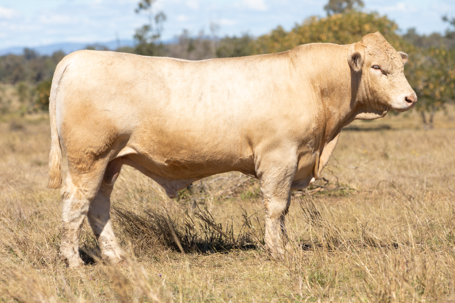 Lot 14 - HOPGOOD ULTIMATE | AuctionsPlus