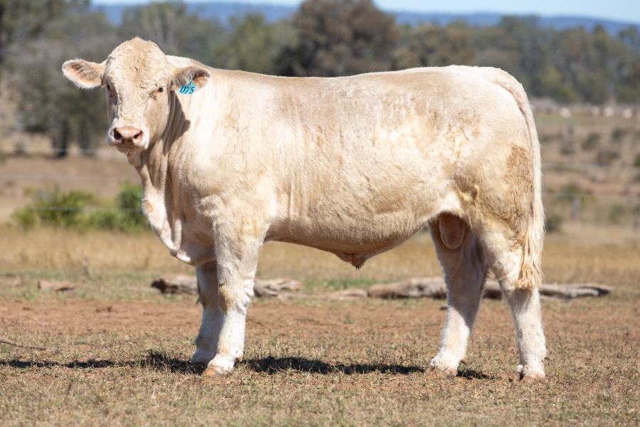 Lot 20 - HOPGOOD UNSTOPPABLE | AuctionsPlus