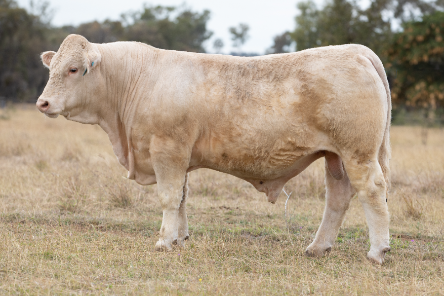 Lot 21 - HOPGOOD UPSTAGE | AuctionsPlus