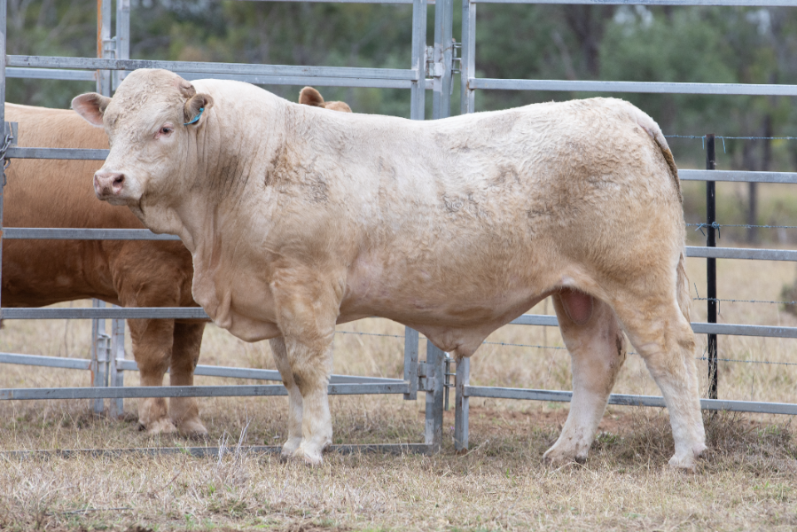 Lot 24 - HOPGOOD UBER | AuctionsPlus