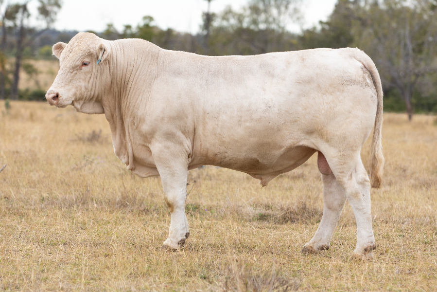 Lot 29 - HOPGOOD UNDERSTATEMENT | AuctionsPlus