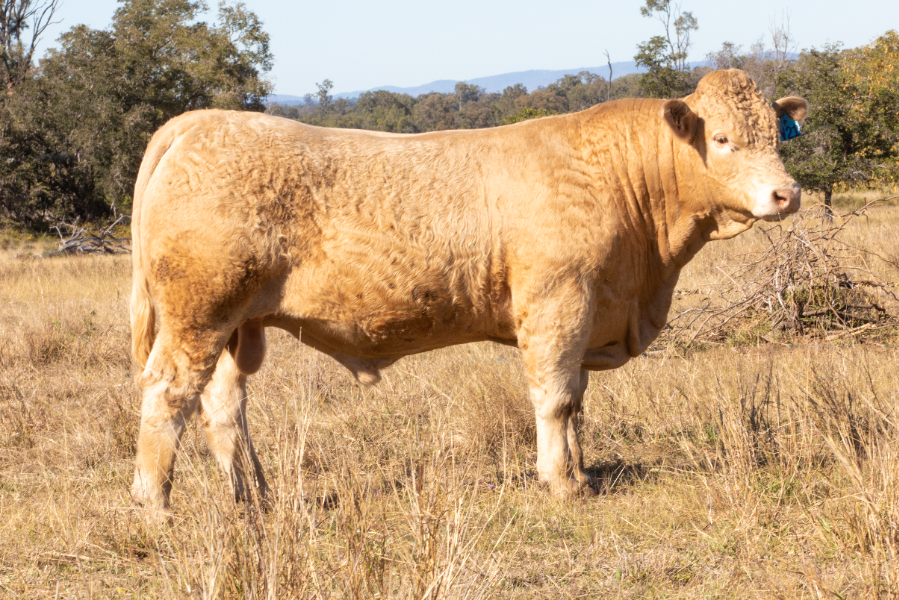 Lot 42 - HOPGOOD VAULT | AuctionsPlus