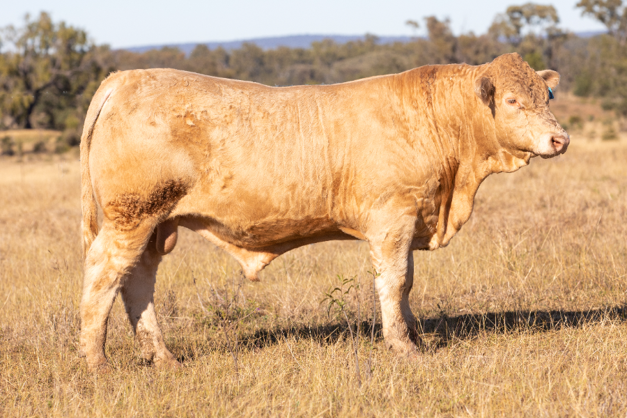 Lot 44 - HOPGOOD VANDA | AuctionsPlus