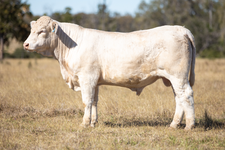Lot 49 - HOPGOOD VAN | AuctionsPlus