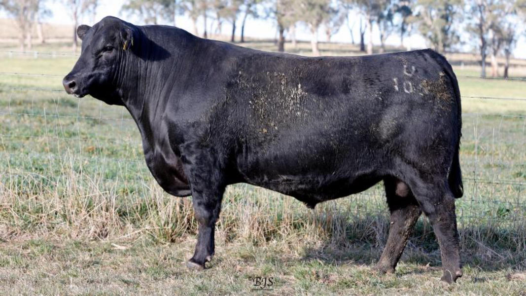 Lot 5 - KAROO 316 EXCLUSIVE U105 | AuctionsPlus