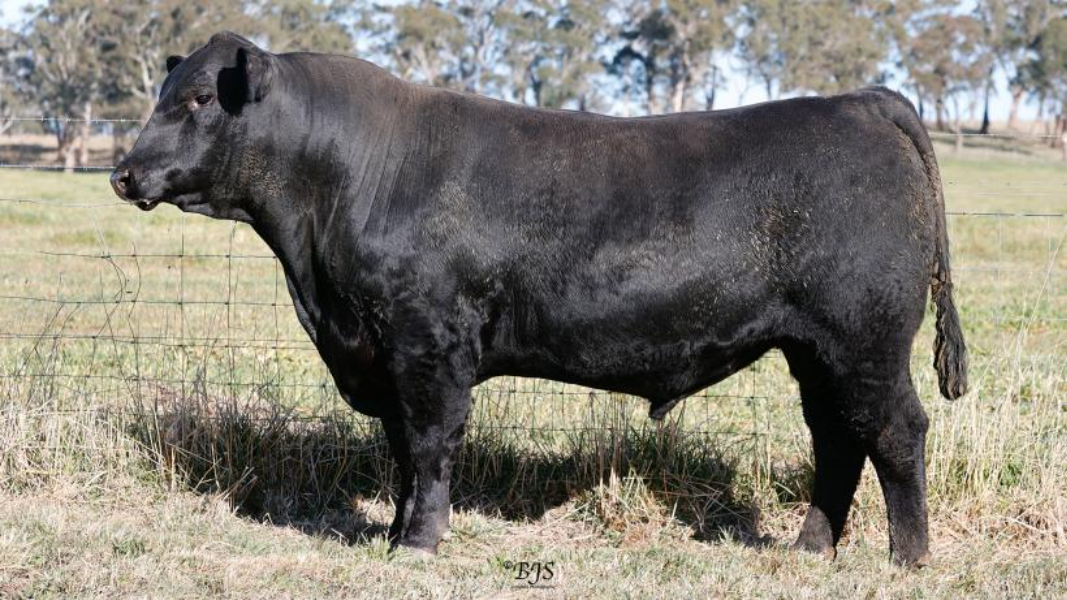 Lot 16 - KAROO L519 INTENSITY U136 | AuctionsPlus