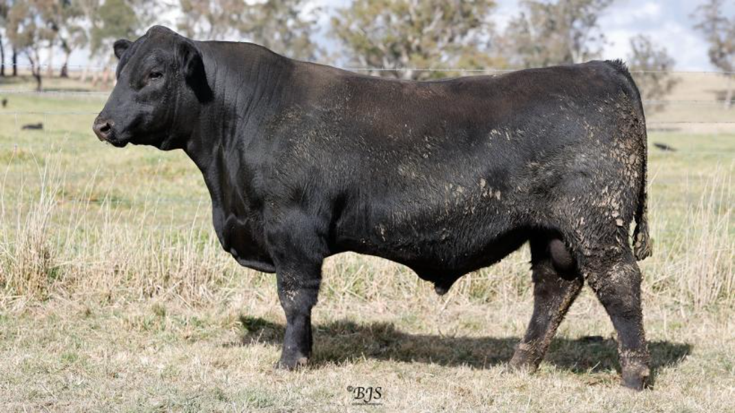 Lot 21 - KAROO 38 SPECIAL V17 | AuctionsPlus