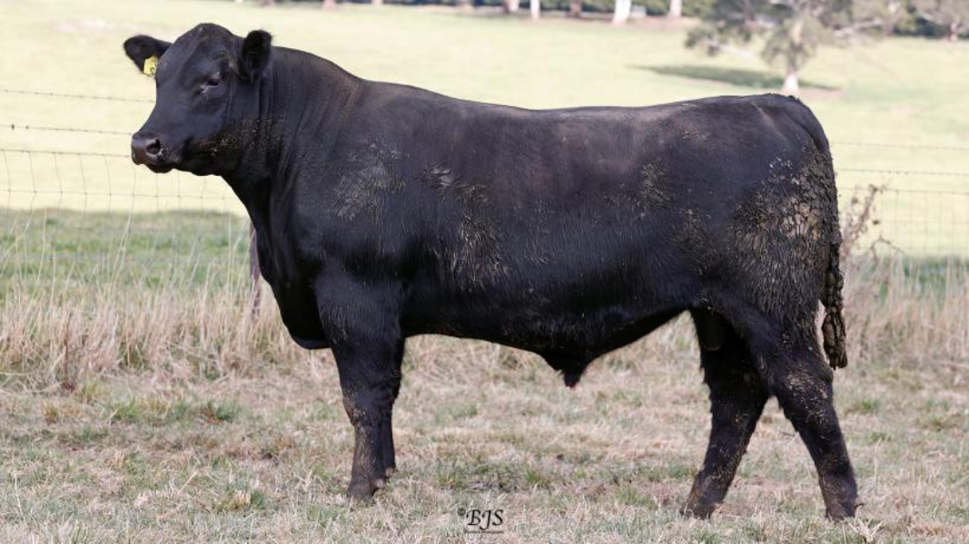 Lot 29 - KAROO L519 INTENSITY V32 | AuctionsPlus