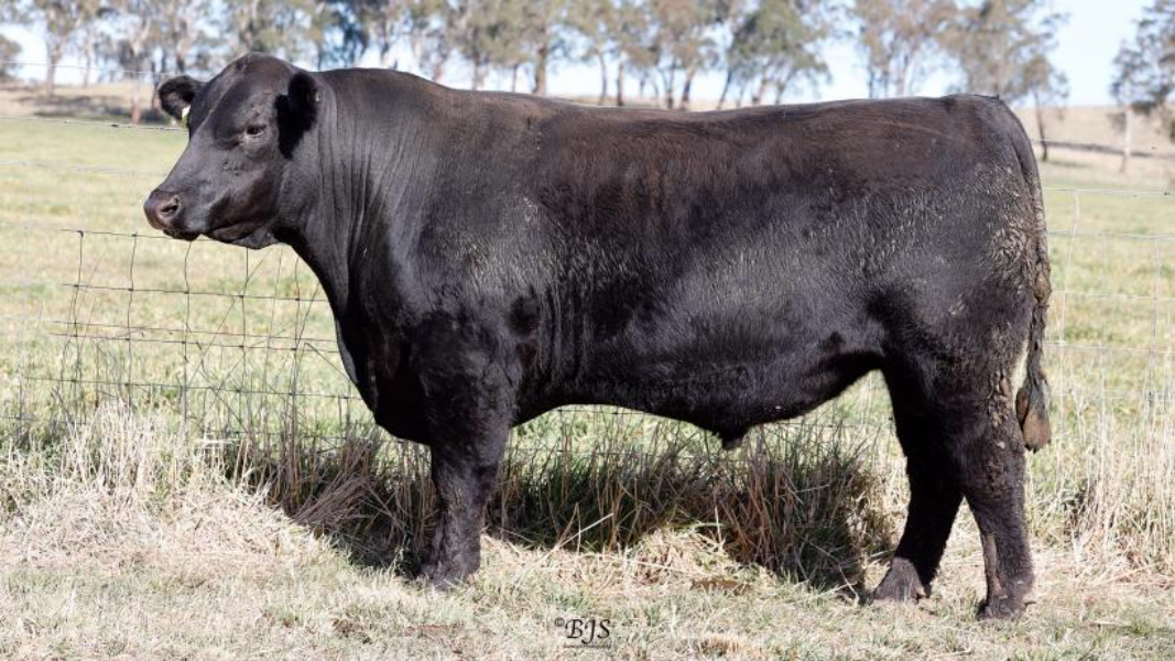 Lot 36 - KAROO R646 INTENSITY U264 | AuctionsPlus