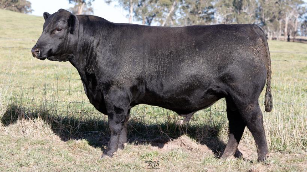 Lot 43 - KAROO P191 INTENSITY U192 | AuctionsPlus