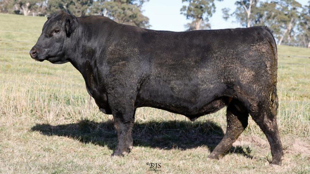 Lot 50 - KAROO R152 ASHLAND U217 | AuctionsPlus