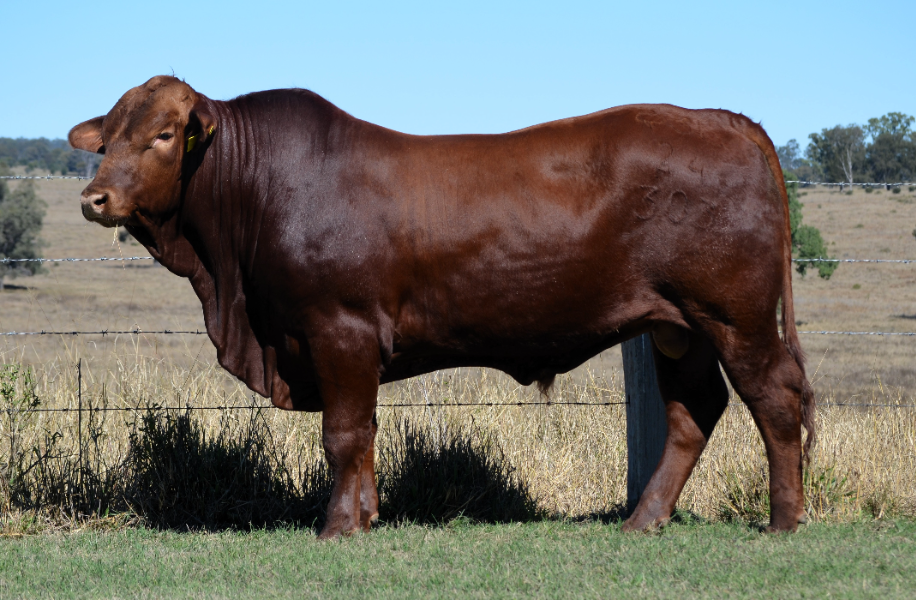 Lot 10 - REDLINE 24/303 | AuctionsPlus