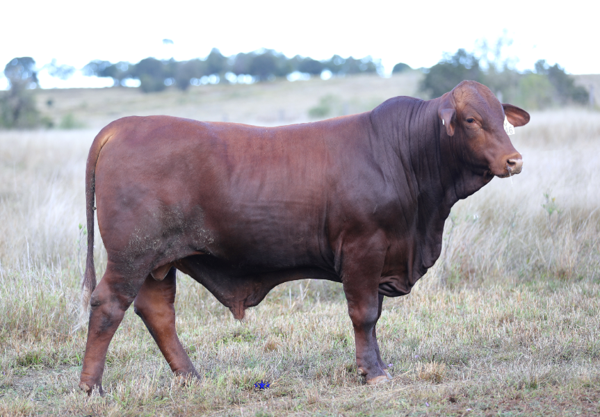 Lot 45 - CREE VANDERFIELD V146 (P) | AuctionsPlus