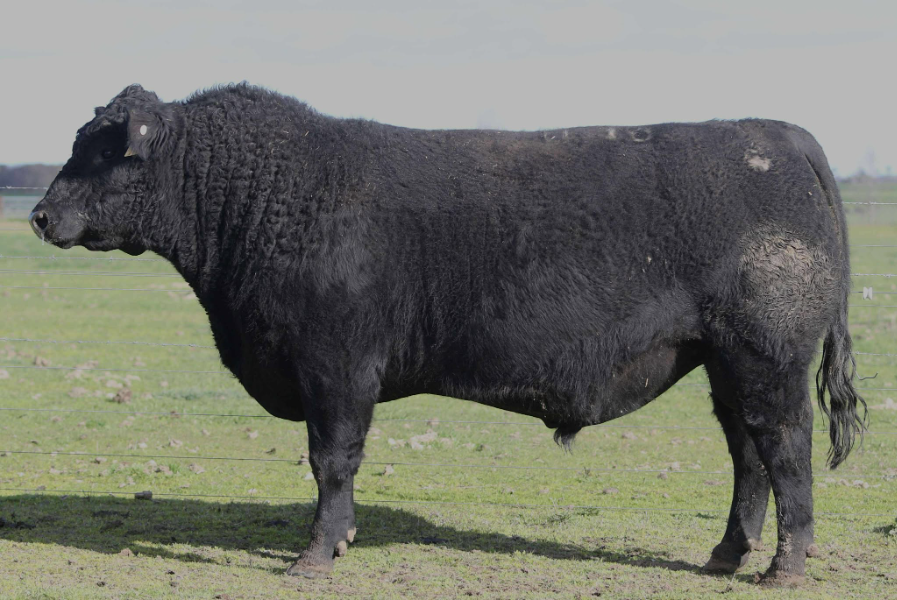 Lot 28 - MILONG UPROAR U110 | AuctionsPlus