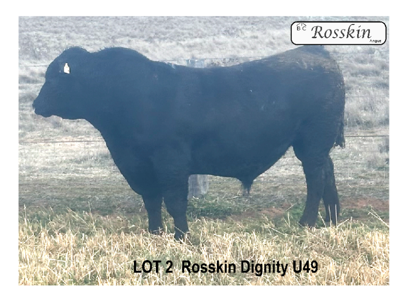 Lot 2 - ROSSKIN DIGNITY U49 | AuctionsPlus