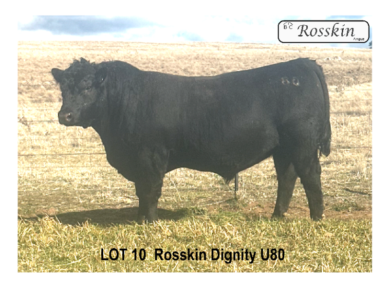 Lot 10 - ROSSKIN DIGNITY U80 | AuctionsPlus