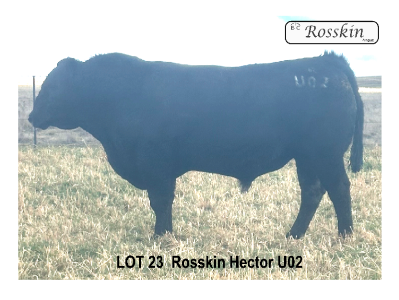 Lot 23 - ROSSKIN HECTOR U02 | AuctionsPlus