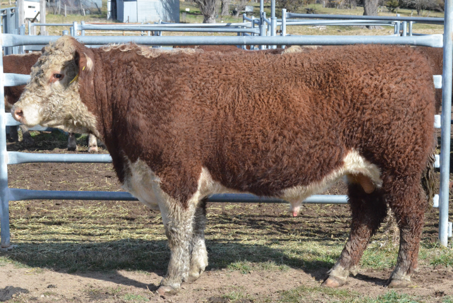 Lot 5 - BENDOC PARK UPSTART U95 (PP) | AuctionsPlus