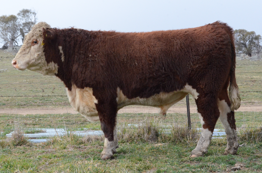 Lot 12 - BENDOC PARK UNCANNY U58 (P) | AuctionsPlus