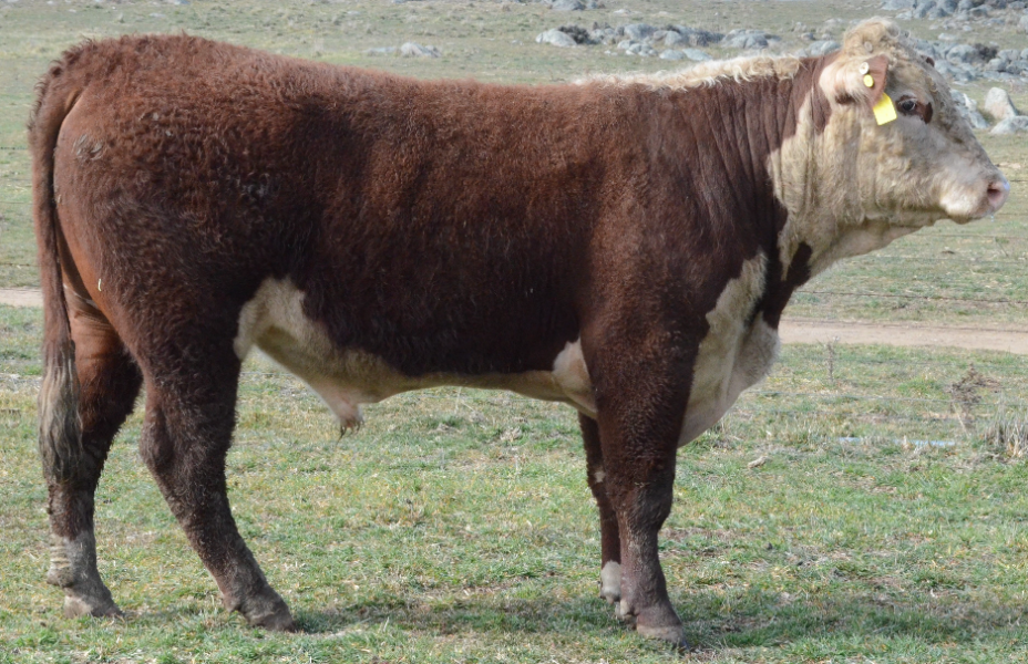 Lot 15 - BENDOC PARK ULTRA U46 (P) | AuctionsPlus