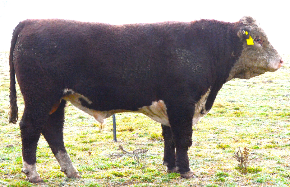 Lot 16 - BENDOC PARK UNIFY U5 (PP) | AuctionsPlus