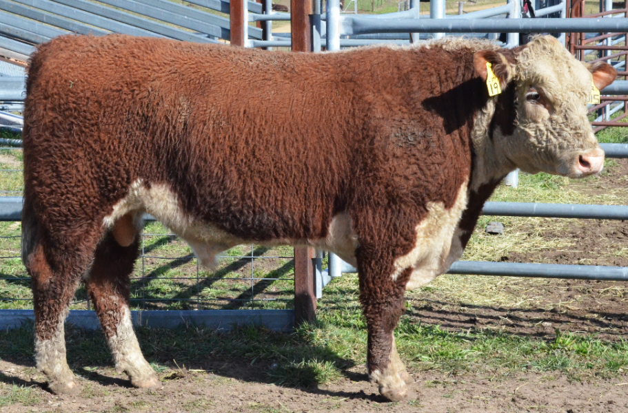 Lot 19 - BENDOC PARK UNDERESTIMATE U15 (AI) (PP) | AuctionsPlus