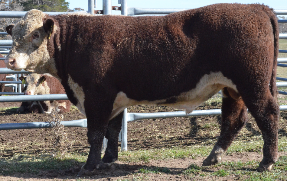 Lot 24 - BENDOC PARK UNITED U29 (PP) | AuctionsPlus