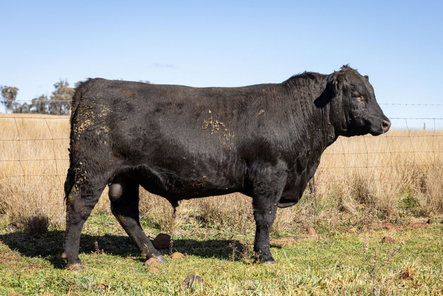 Lot 13 - ISLA ANGUS U167 | AuctionsPlus