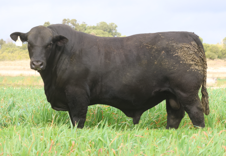 Lot 105 - PALGROVE UNITED (P) PV | AuctionsPlus