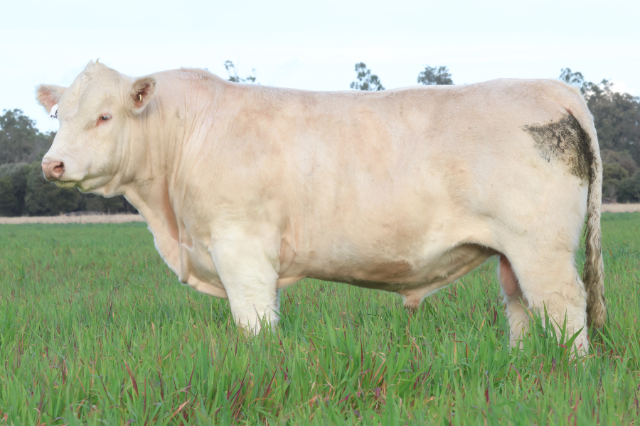 Lot 29 - PALGROVE UNIMPEDED (P) SV | AuctionsPlus