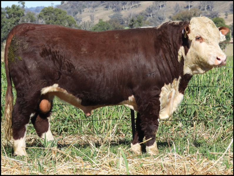 Lot 85 - IRONBARK Q153 BLACK HAWK U188 (H) | AuctionsPlus