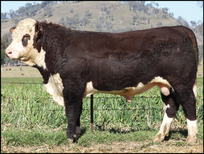 Lot 89 - IRONBARK Q153 BLACK HAWK U183 (H) | AuctionsPlus