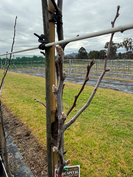 Lot 184 - 1 x Advanced Ornamental Pear - Mini Capital (Pyrus Calleryana ...