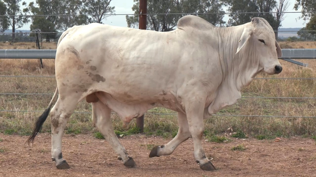 Lot 12 - ELROSE FG 24334 (H) | AuctionsPlus