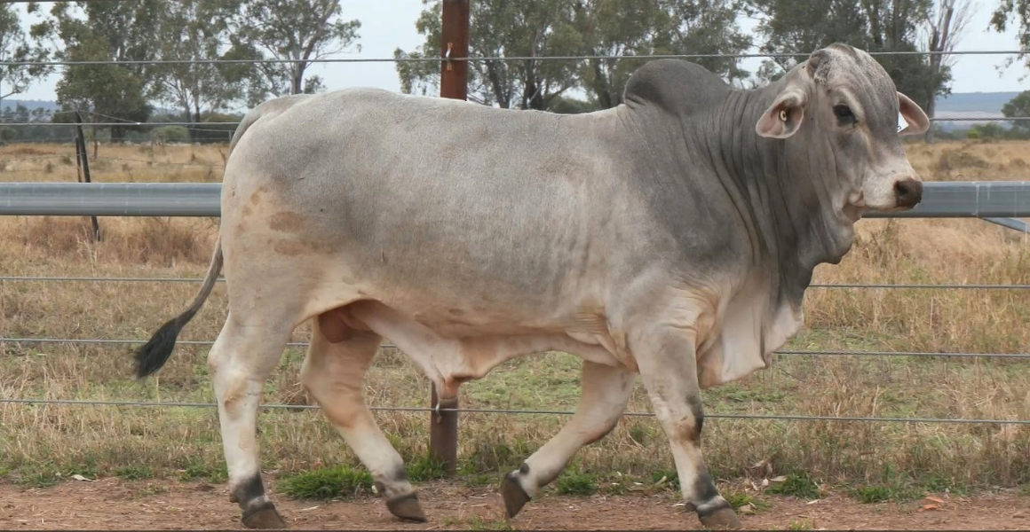 Lot 15 - ELROSE FG 24567 (PS) | AuctionsPlus