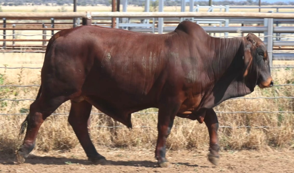 Lot 98 - REB FG 24-708 (PS) | AuctionsPlus