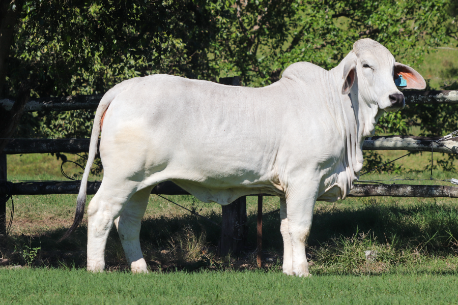Lot 14 - PBF JULY MANSO 627/24 (H) | AuctionsPlus