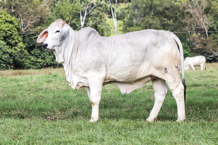 Lot 17 - PBF KALEY MANSO 814/25 (AI) (H) | AuctionsPlus