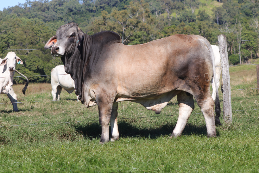 Lot 73 - PBF CHANNING MANSO 720/24 (IVF) (H) | AuctionsPlus