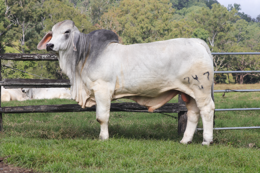 Lot 76 - PBF FIENNES MANSO 747/24 (IVF) (H) | AuctionsPlus