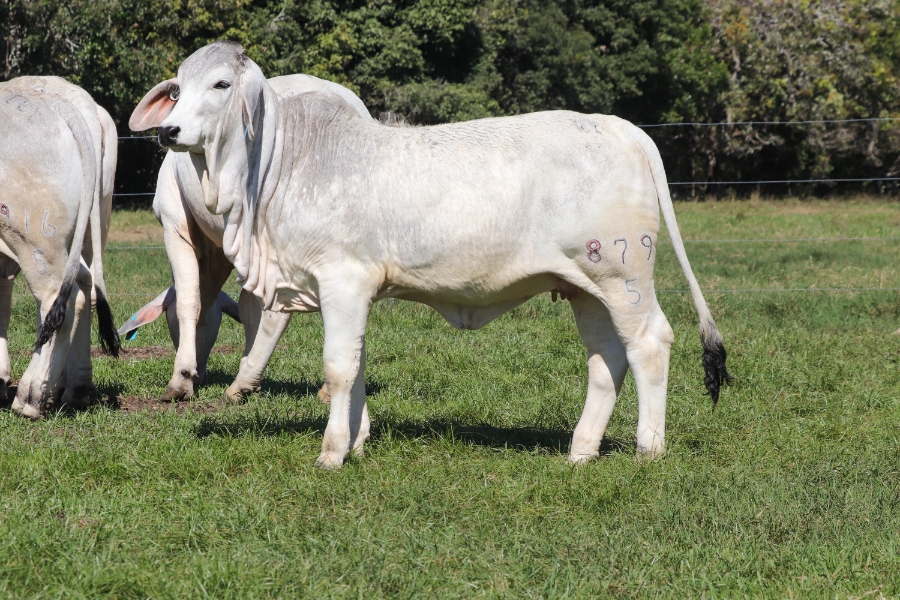 Lot 202 - PBF ZOE MANSO 879/25 (IVF) (H) | AuctionsPlus