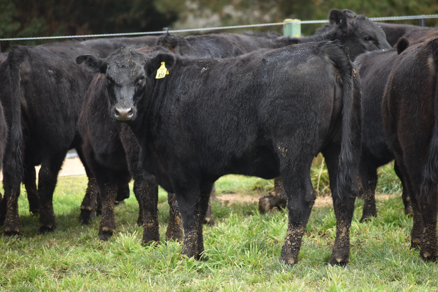 Lot 82 - 25 x Karoo Commercial Heifers | AuctionsPlus