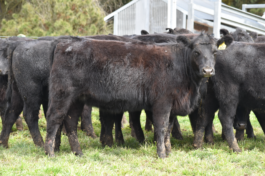 Lot 83 - 25 x Karoo Commercial Heifers | AuctionsPlus