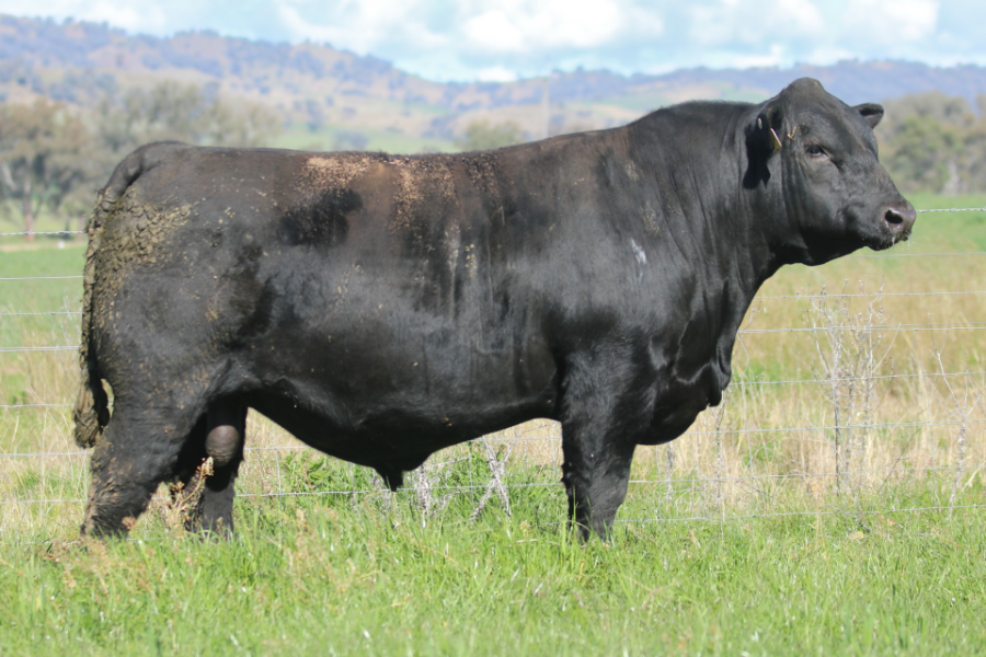 Lot 11 - 3RLS PRIME TIME V021 | AuctionsPlus