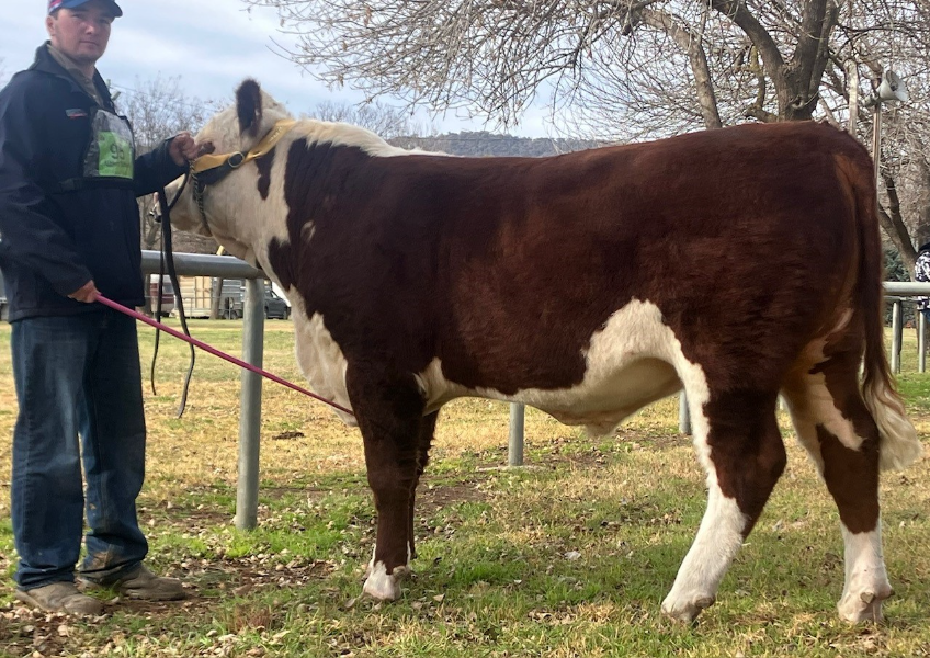 Lot 27 - TELFORDVALE VLADMIR V006 (AI) (ET) (PP) | AuctionsPlus