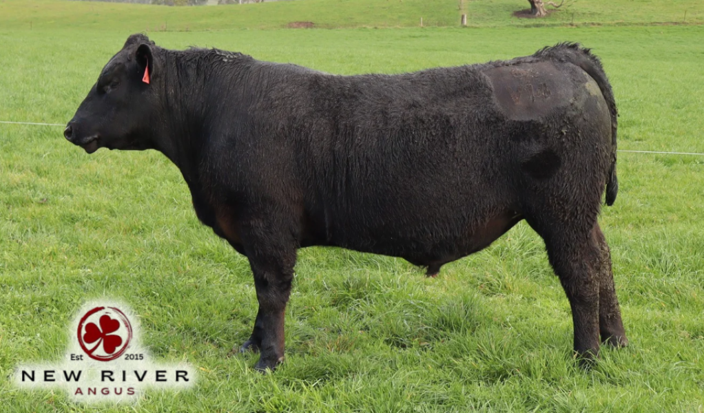 Lot 2 - NEW RIVER ANGUS STELLAR TGZ24V14 | AuctionsPlus